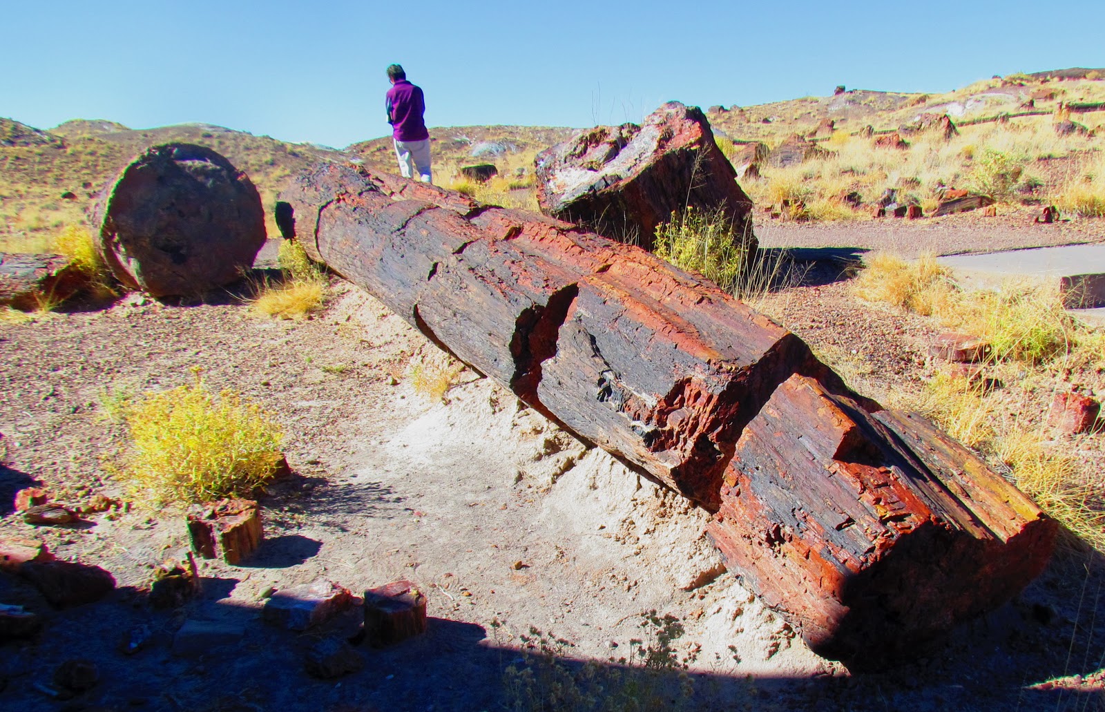 Adventures of a Vagabond Volunteer: Rainbow Trees of the Petrified Forest