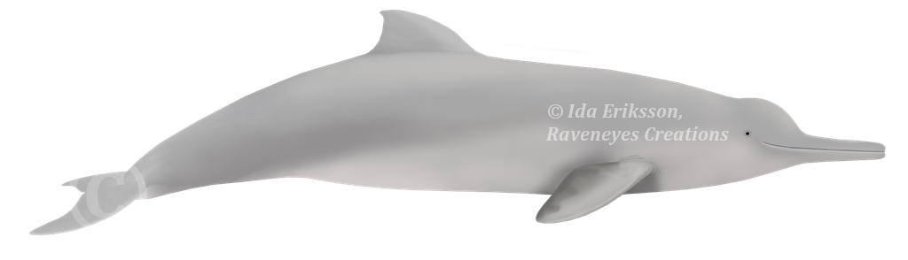 River dolphin fact sheet - Azores Whales