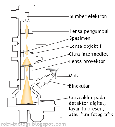 Mikroskopi; Perbedaan mikroskop cahaya dengan mikroskop elektron ...