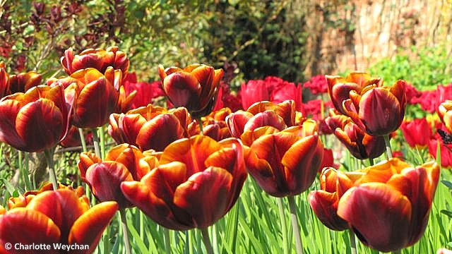 Almost Wordless Wednesday - Magnificent May displays