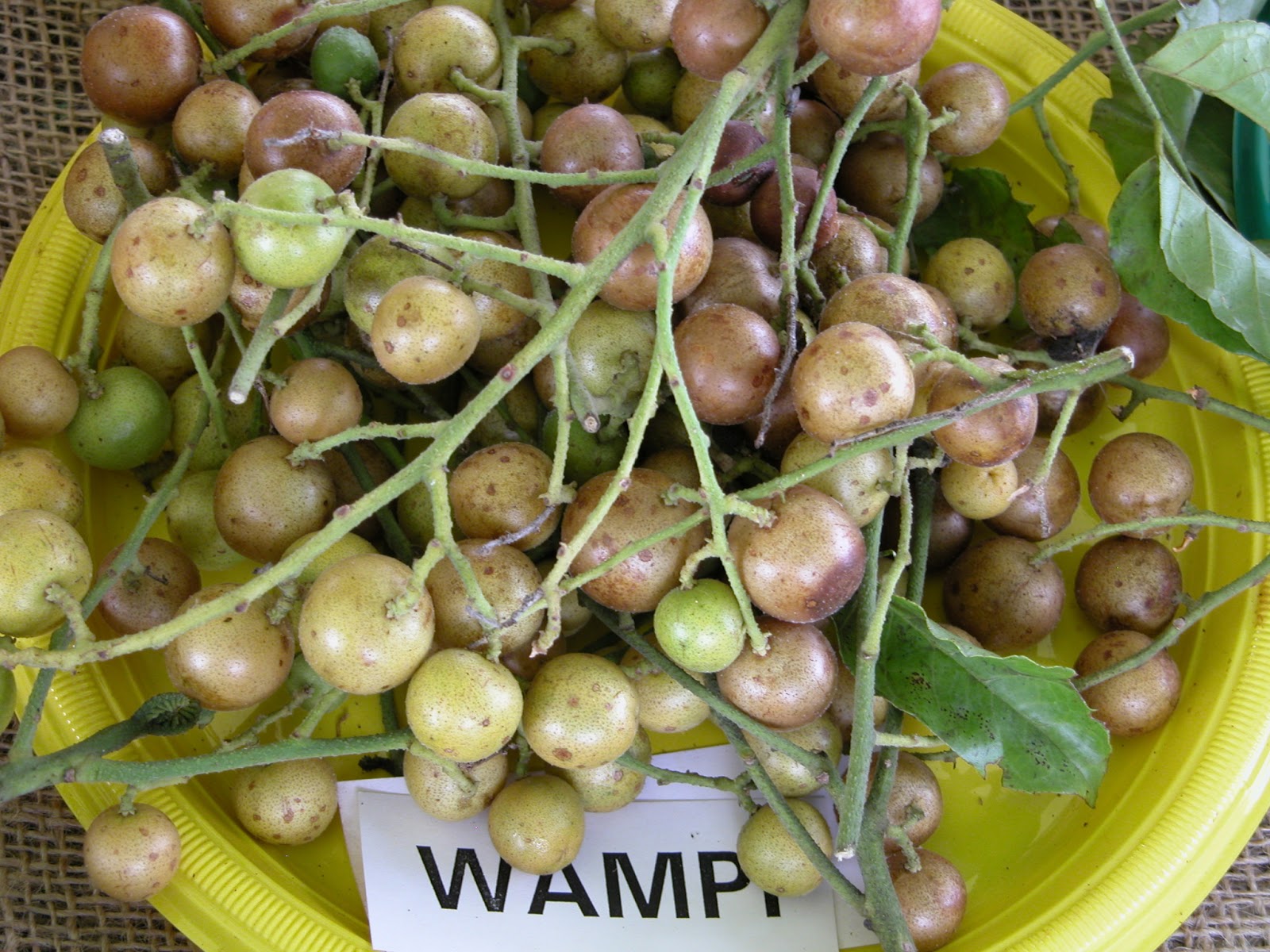 Wampi (Clausena Lansium) - F r u t a s d e l m u n d o