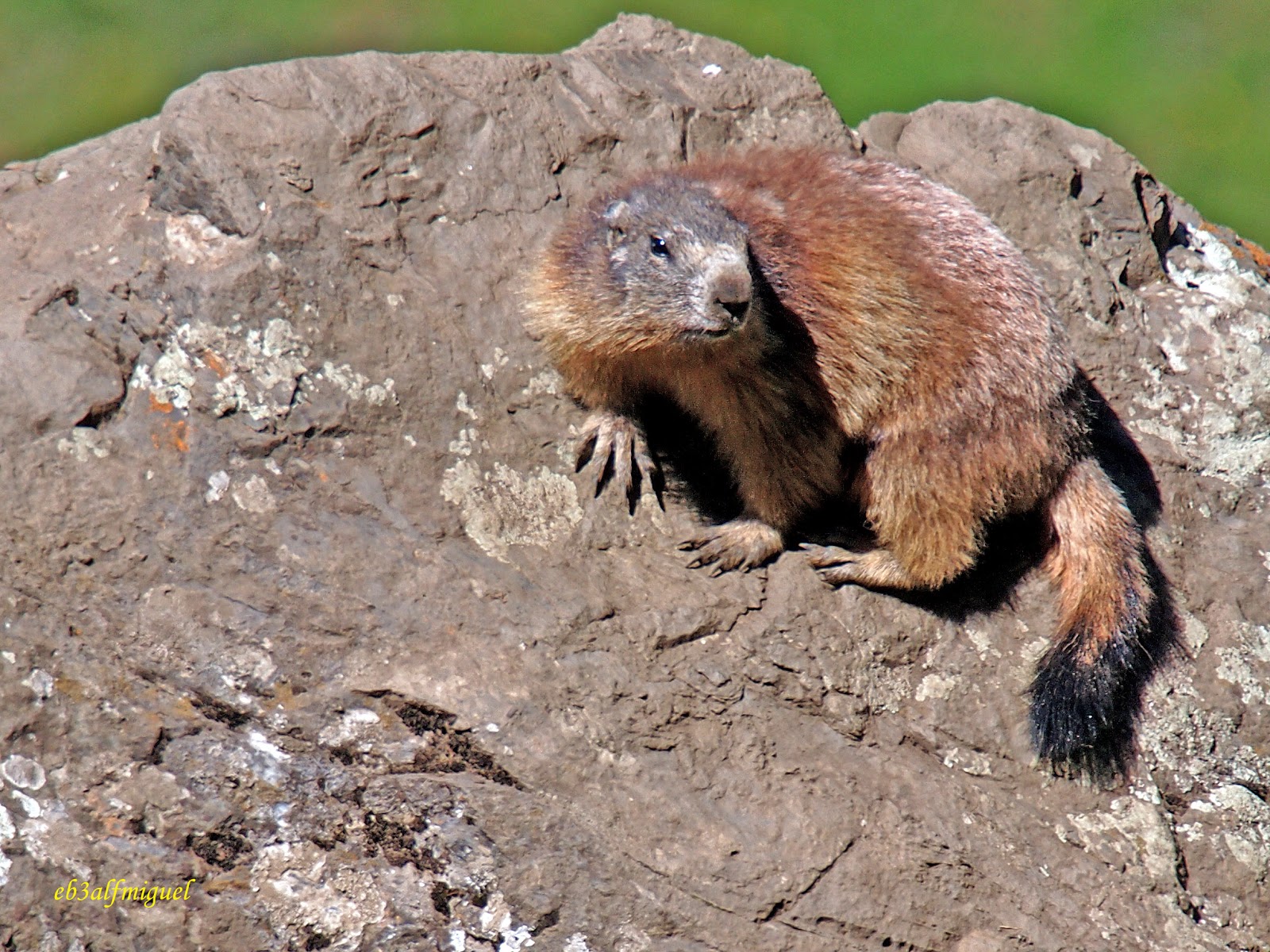 Miguel fotografia: Marmota (Marmota marmota)