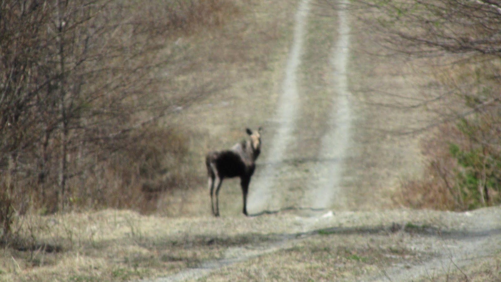 Tomcat's Outdoor Adventures: Moose Mayhem on Mountain Bike Ride and ...