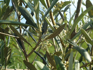 Pratos da Bela: Árvores de fruto entre outros II...