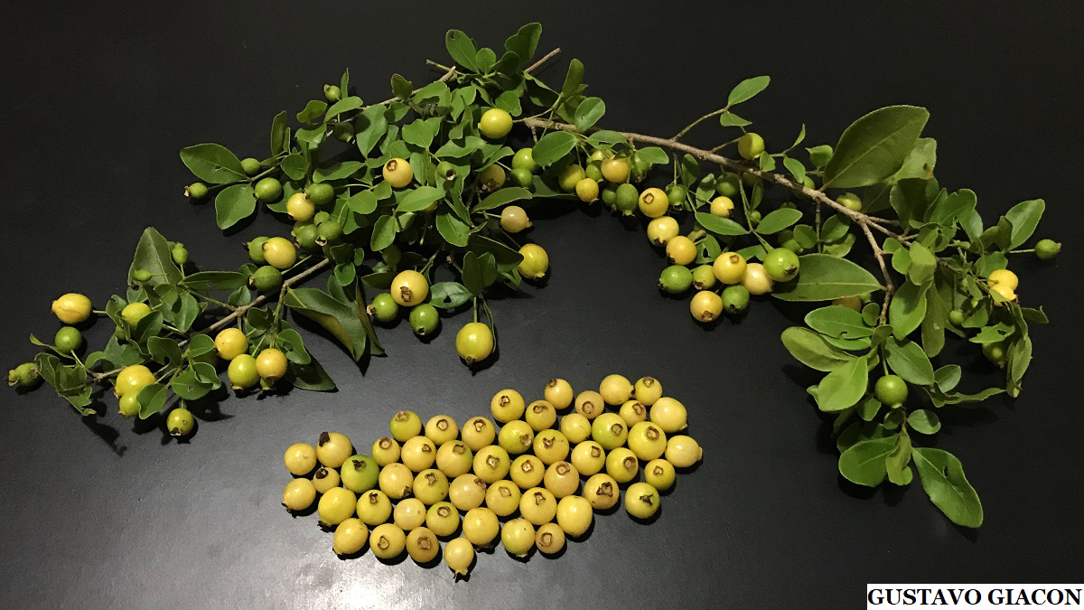 Viveiro Ciprest - Plantas Nativas e Exóticas: Cambuí Branco ou Pichiché ...