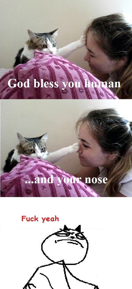 Just for fun pic: Holy Cat - God Bless You Human And Your Nose