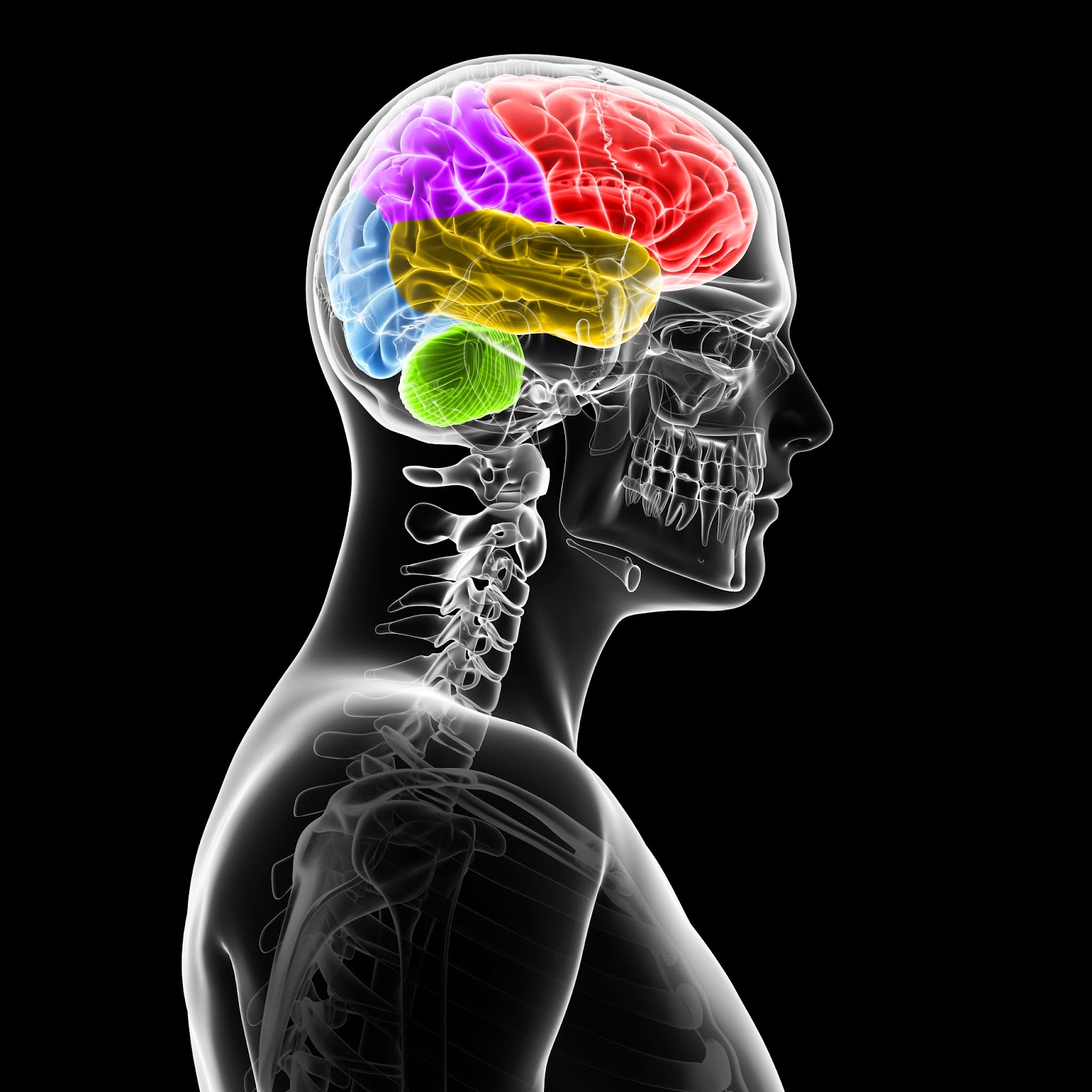 NYC Psychotherapy Blog: Trauma, the Triune Brain & Somatic Experiencing