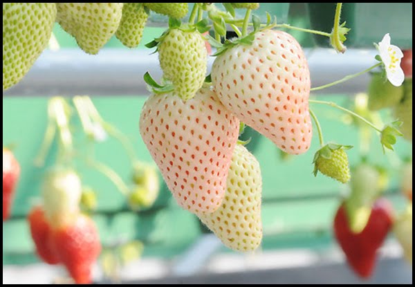Fakta Baru: Nikmatnya Strawberry Putih Rasa Nanas