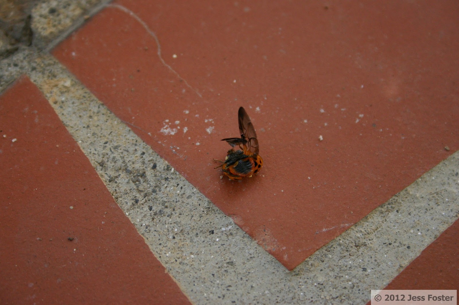 Sluggin' Along: Wounded Ladybug