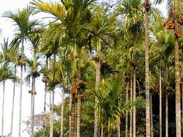 All About Agriculture: Arecanut