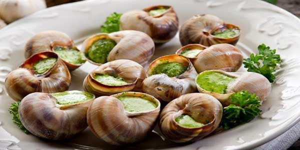 Infounik dan Menarik: Fakta tentang Bekicot atau Siput yang belum kamu ...