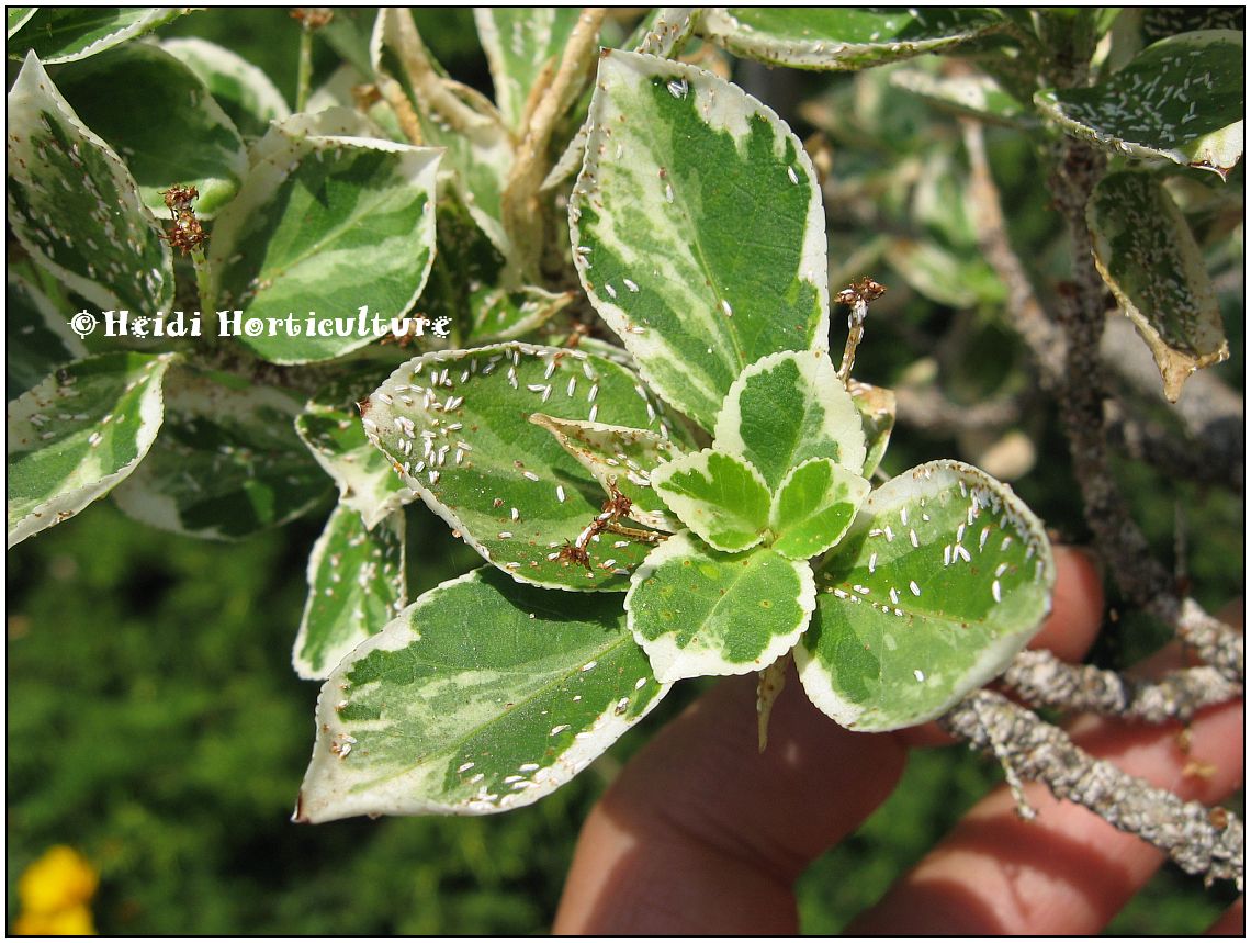 Heidi Horticulture: Euonymus Scale - Unaspis Euonymi