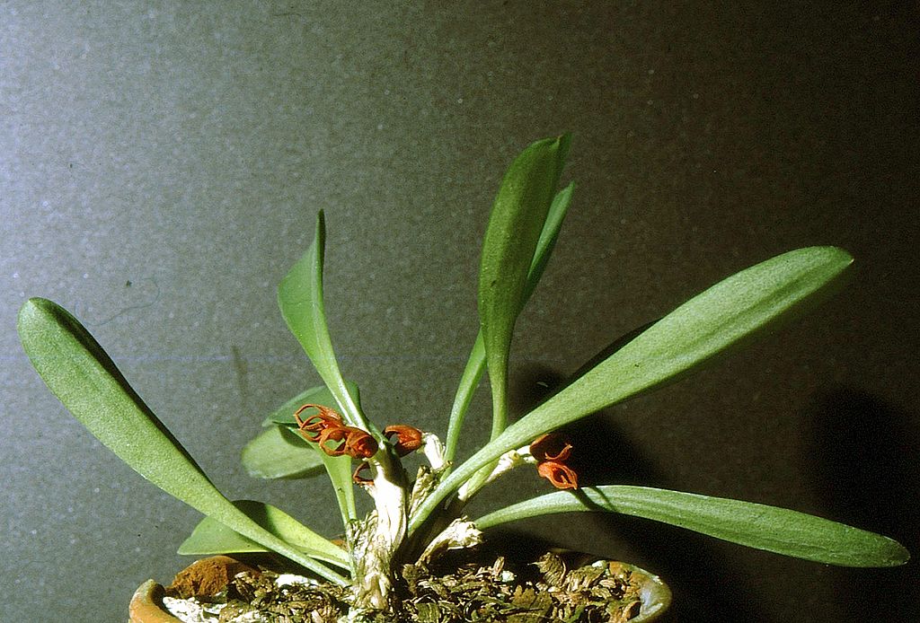 Pleurothallis tribuloides care and culture | Travaldo's blog