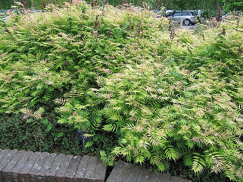 Kertmanufaktúra: Tollasgyöngyvessző