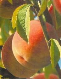 Portugal torrão natal: LICOR DE CAROÇO DE PESSEGO