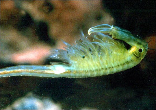 Catalogue of Organisms: Brine Fairies