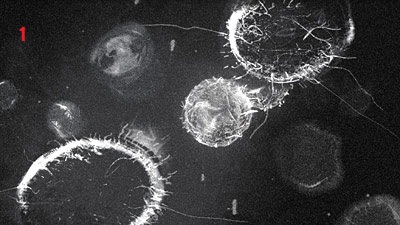 Resident Evil: História