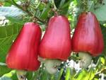 UNTUNG PETANI: Gambar Jambu Mete