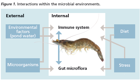 PROBIOTICS IN SHRIMP AQUACULTURE