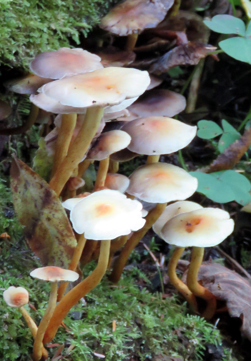 ramble & frolic: destination: fishhawk falls/ lee wooden county park ...