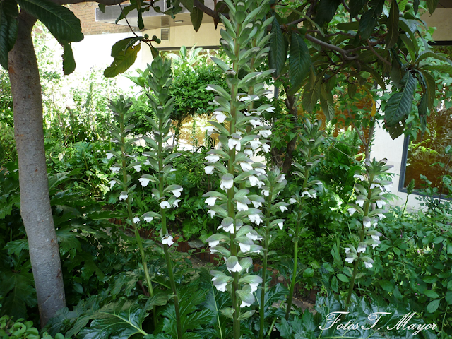 Flores y plantas silvestres: " Acanthus mollis ". Acanto, Alas de ángel ...