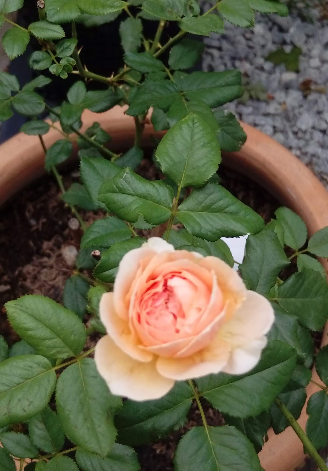 Tertunailah Hasrat Di Hati: MASORA ROSE /BUNGA ROS MASORA