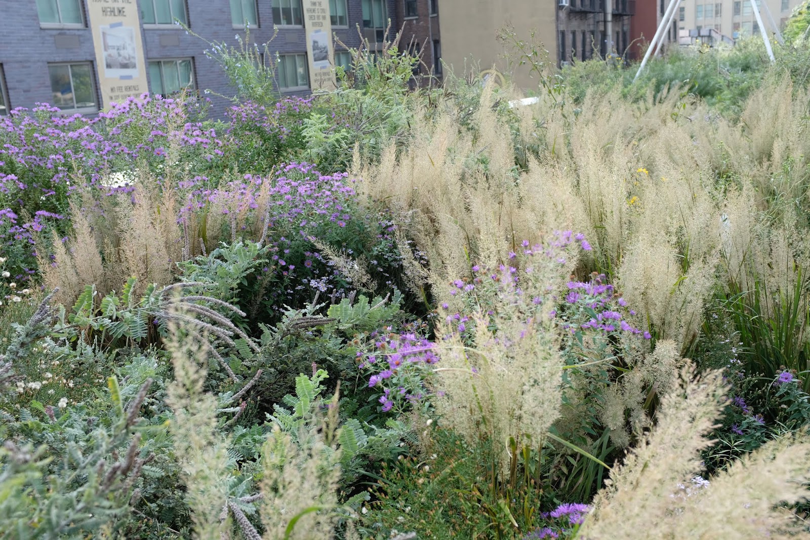 A LA RECHERCHE DE - IN SEARCH OF...: October High Line: Plants, Mostly ...