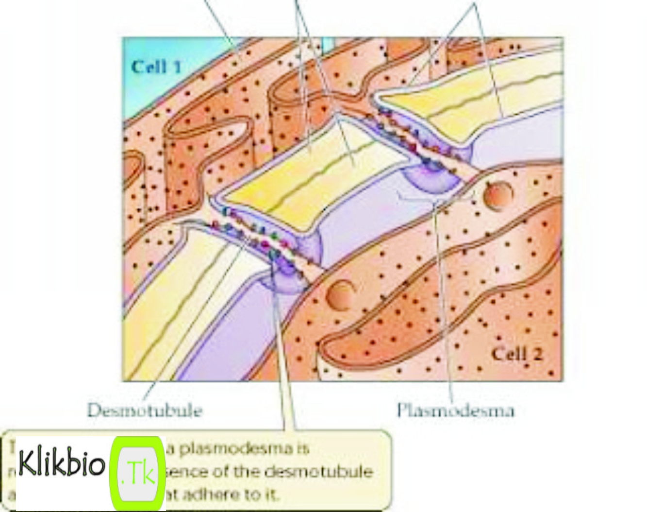 What The Cell Characteristics Cell Wall Plasmodesmata Node Domain What The Cell Characteristics Cell Wall Plasmodesmata Node Domain