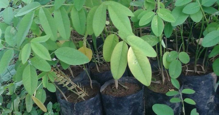 Panduan Lengkap Cara Menanam Tanaman Indigofera Untuk Pakan Ternak