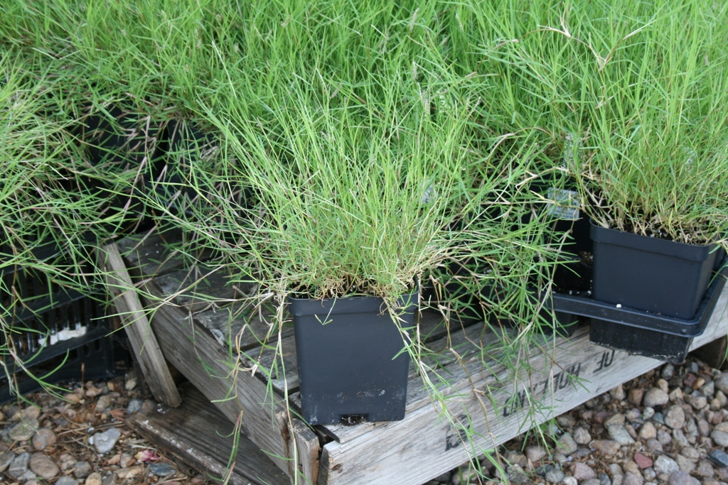 The Flower Bin: Is Dog Tuff™ grass right for your lawn?