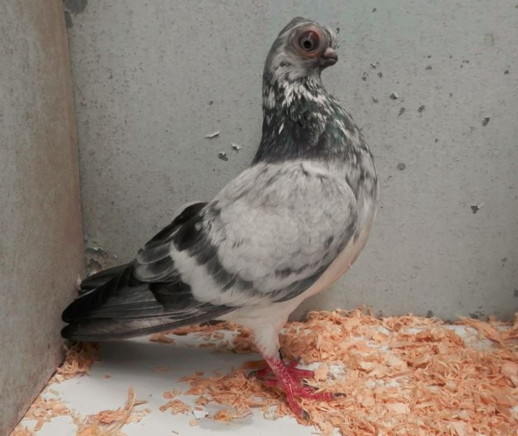 World of Pigeons and Doves: Budapest Shortbeak ( Budapester Kurze )