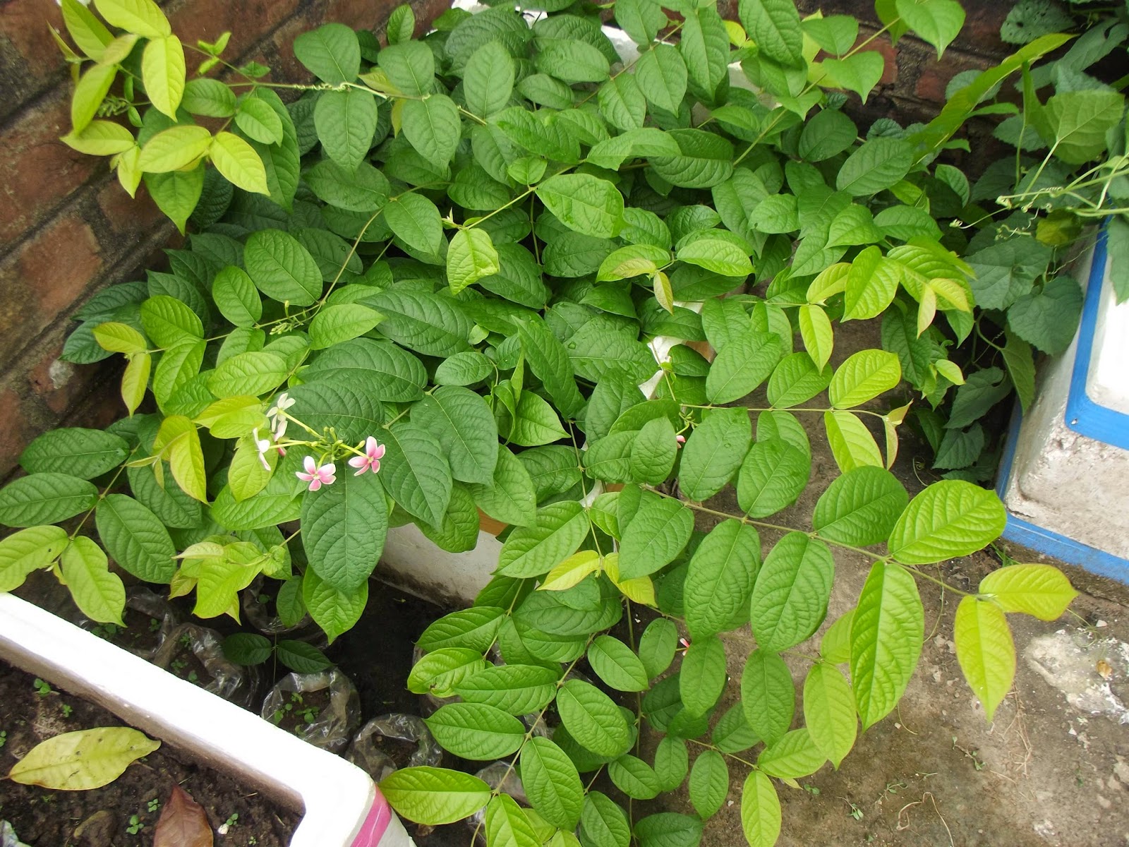 The Dream Weaver : My Rangoon Creeper, My Parijaat - (Combretum Indicum)