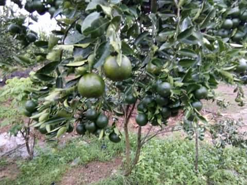 Jenis dan Macam Buah Borneo