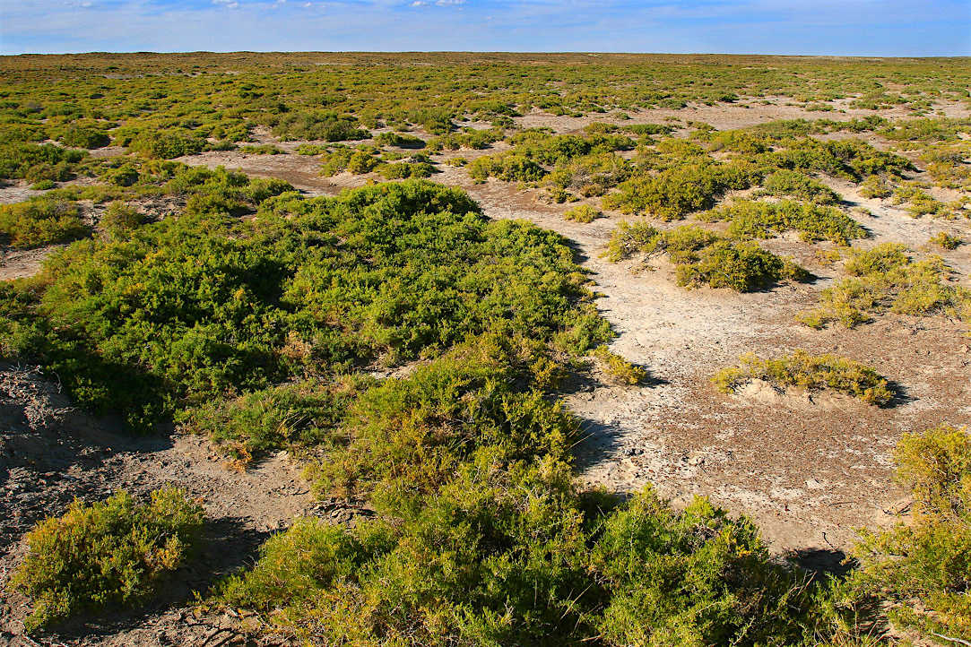 In the Company of Plants and Rocks: Bad Water, Sweet Water, and Greasewood