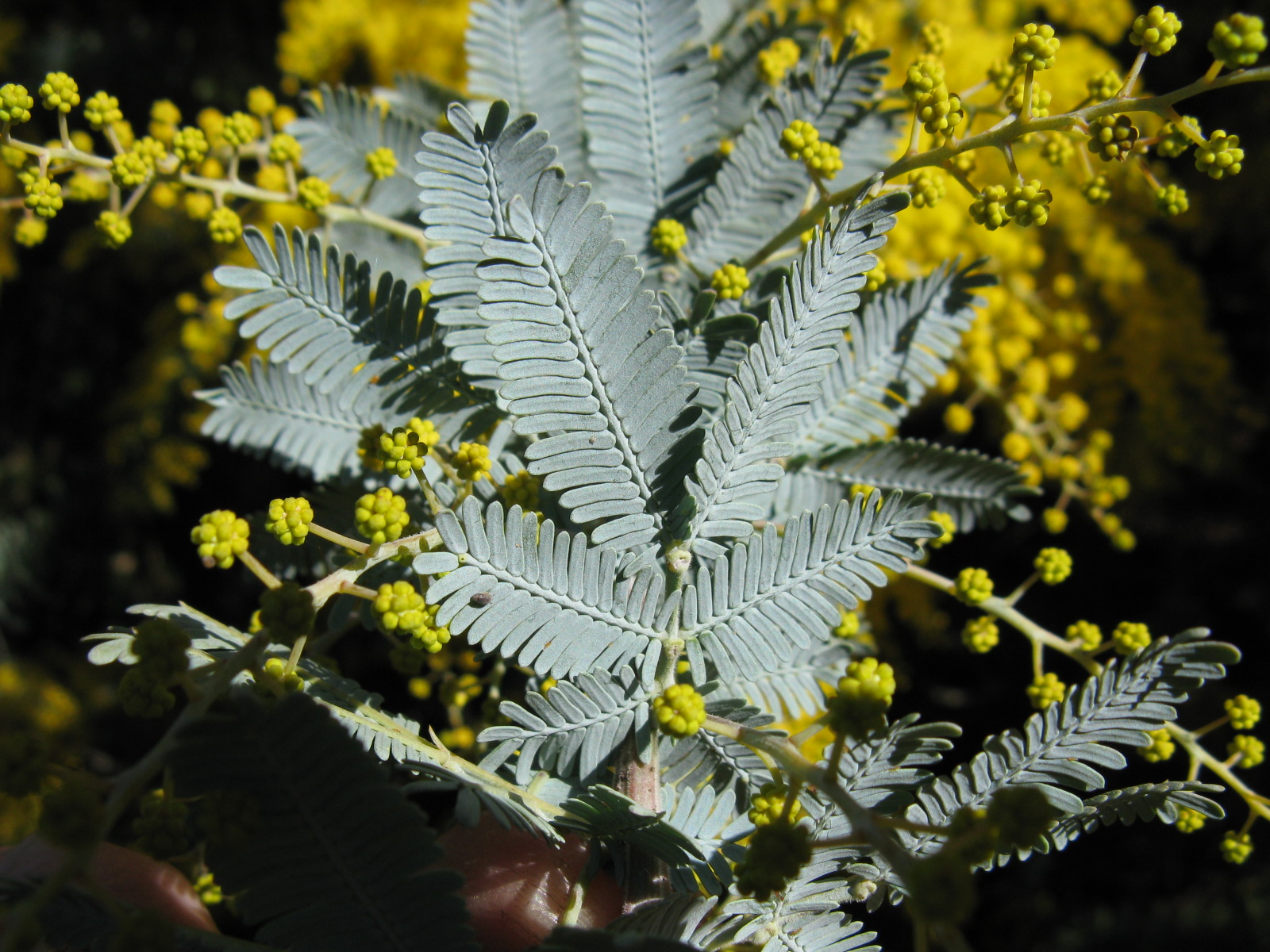 Trees of Santa Cruz County: Acacia baileyana - Bailey Acacia