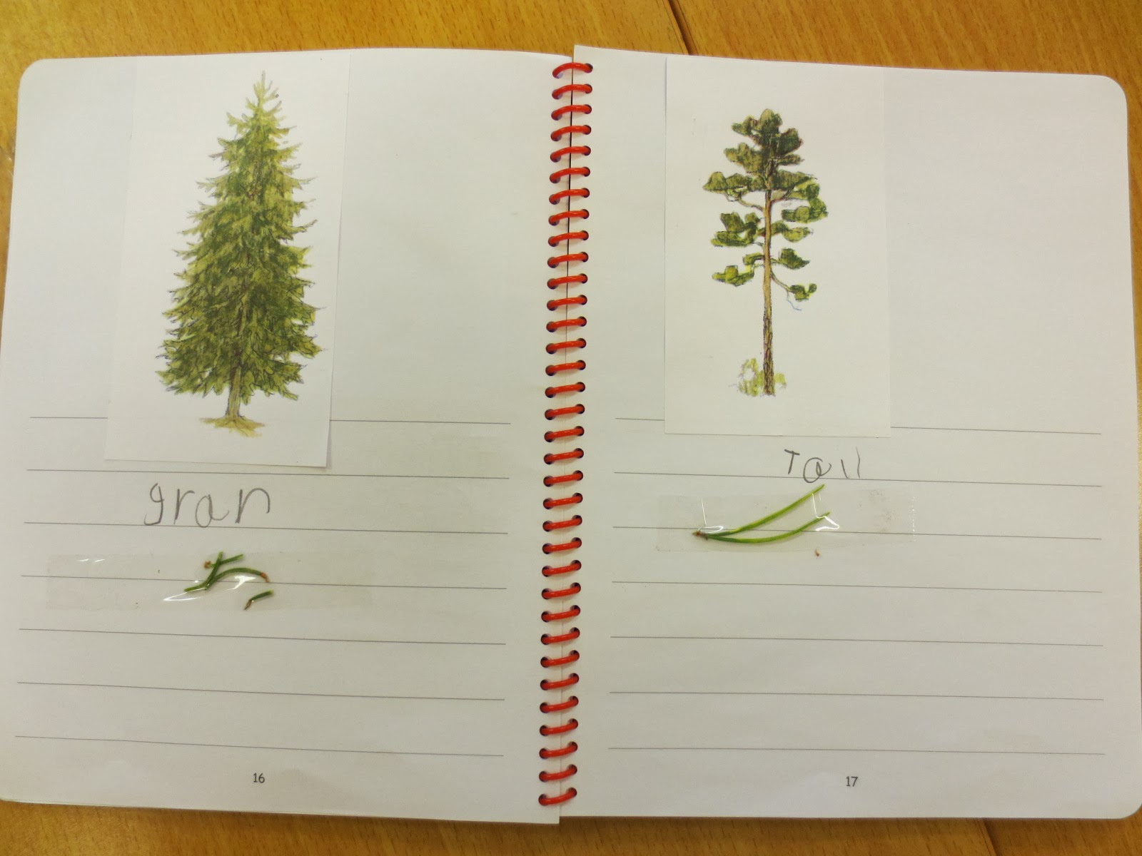 Strömsnässkolan 1B: Gran och tall