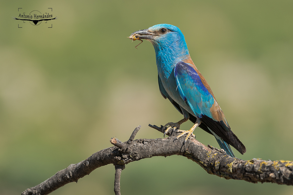 Fotografia de Vida Salvaje - Wildlife Photography: LA CARRACA