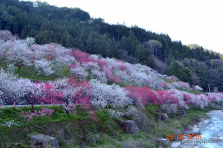 A Global Life: Peach Blossoms - Tsukikawa Onsen