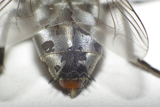 EL OJO DE SAUROOM: Macro de un moscón