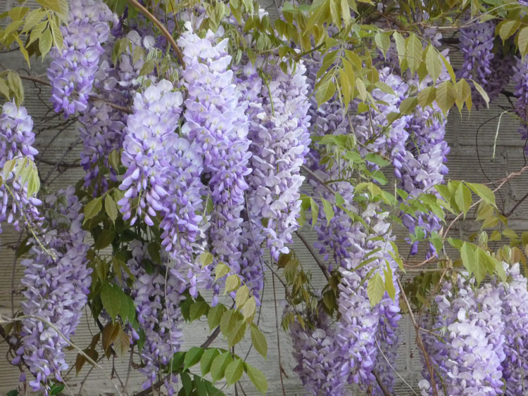 Dans Les Tiroirs: J'aime la glycine, pas vous
