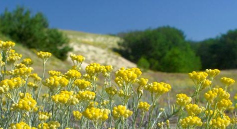 L'Immortelle la fleur de la Longévité!