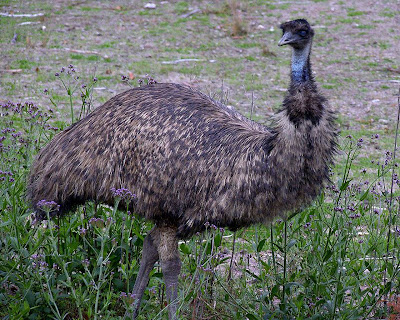 Best Jungle Life: Emu & Emu Pics And Emu Wallpapers