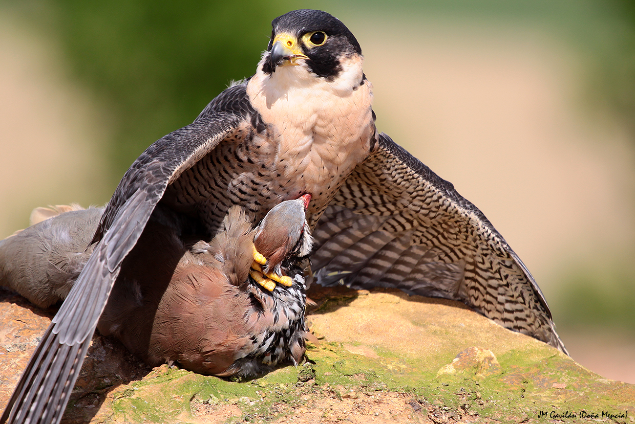 Fotografía de Naturaleza - JM Gavilán: El Halcón peregrino, Falco ...