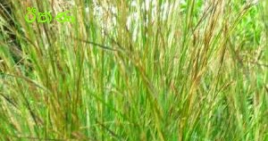 ඊතණ (Heteropogon contortus) ~ අපේ ඔසුපැළ Medicinal Plants of Sri Lanka