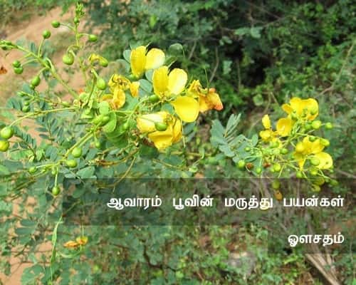 ஆவாரம் பூ பொடியின் பயன்கள் - Avaram poo Maruthuva kunangal - ஔசதம் ...