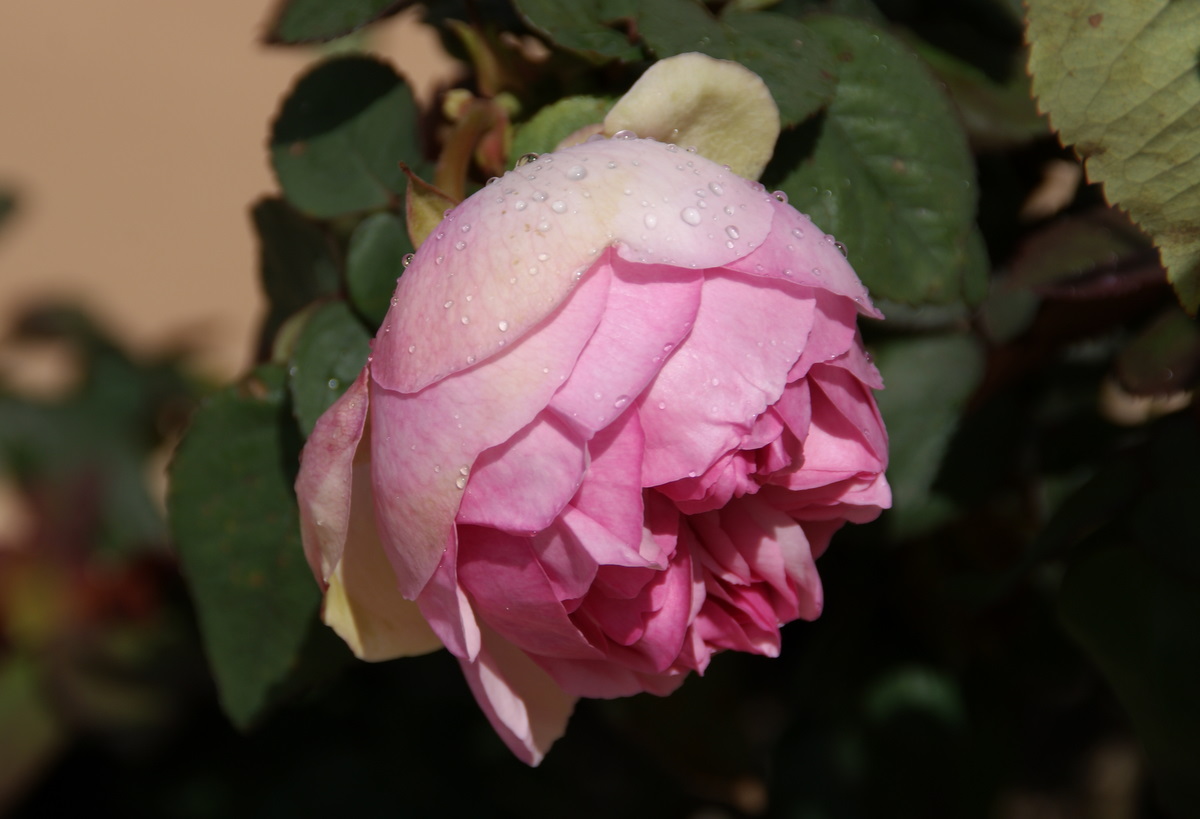 Organic Garden Dreams: Planting a New Rose...