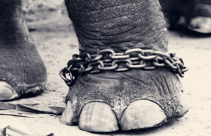 Vivir para crear y creer: El elefante encadenado