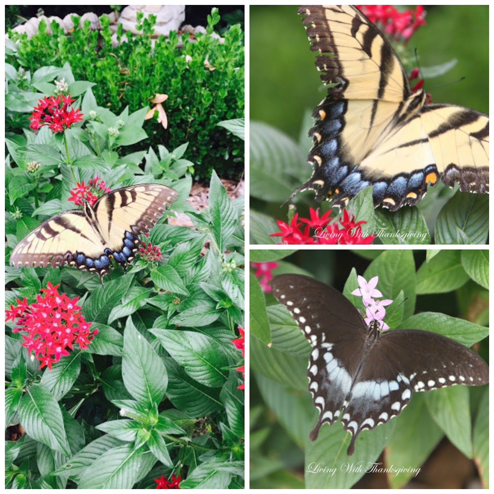 Butterflies in the Garden - Living With Thanksgiving