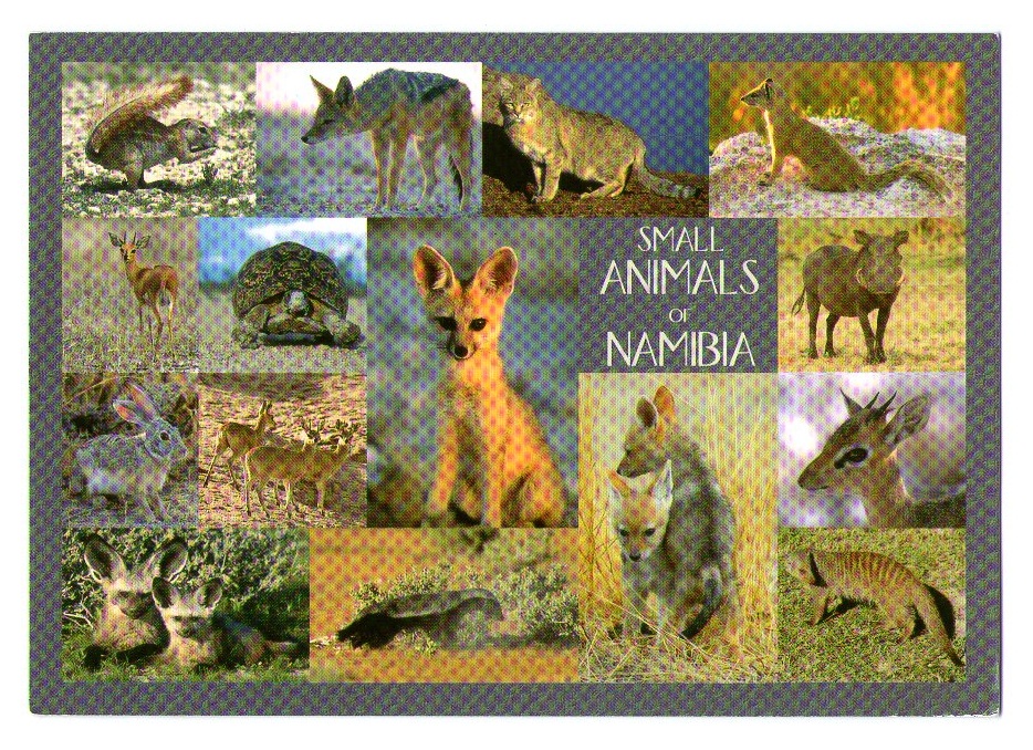Postcards Journey: Namibia - Small Animals of Namibia