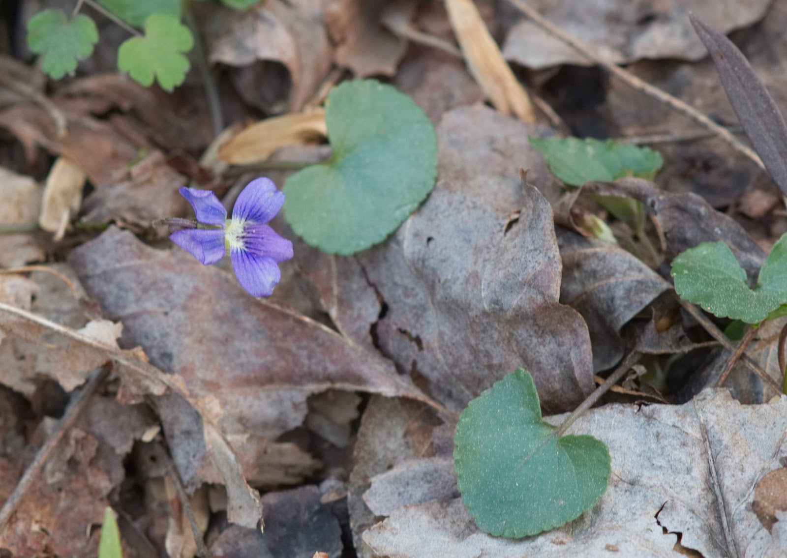 Nature Rambling: Ramble Report March 14 2019